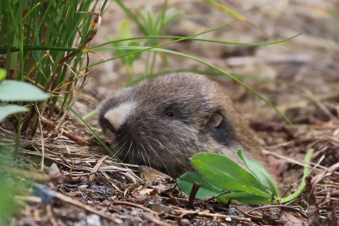 In 24 hours, two gophers transformed a volcano - iNEWS