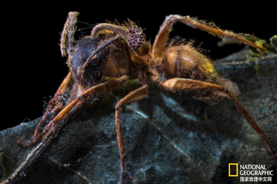These zombie fungi invade the body and take over the brain, but they ...