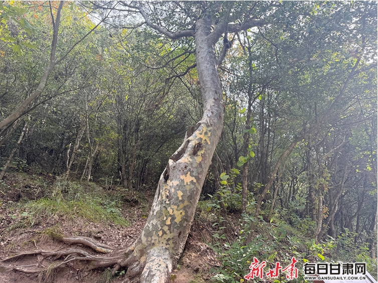 Xianren Cliff: a thousand-year-old treasure that perfectly blends ...