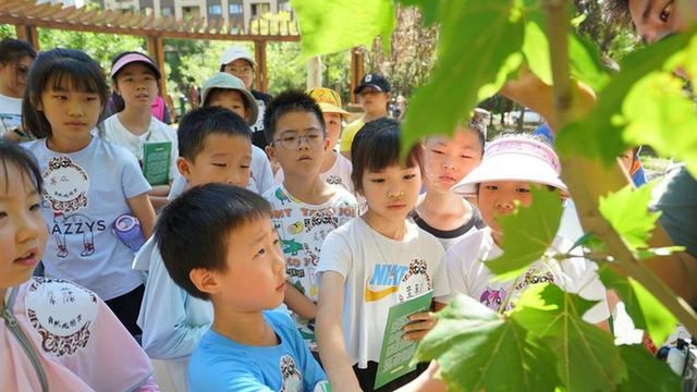 Nature Observation Festival: Observe the leaves to know the green ...