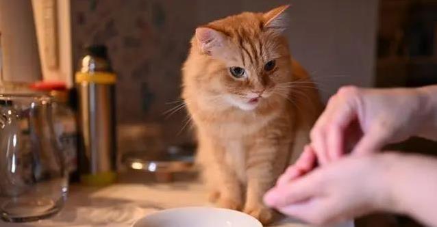 How often should I feed my cat treats? When is the best time to give ...