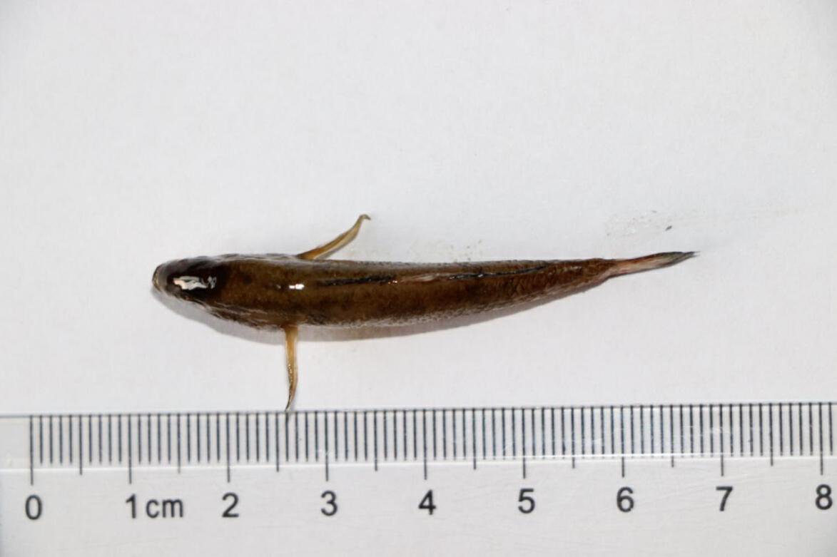Endemic to China! Small yellow mullet was first recorded in Beihai ...