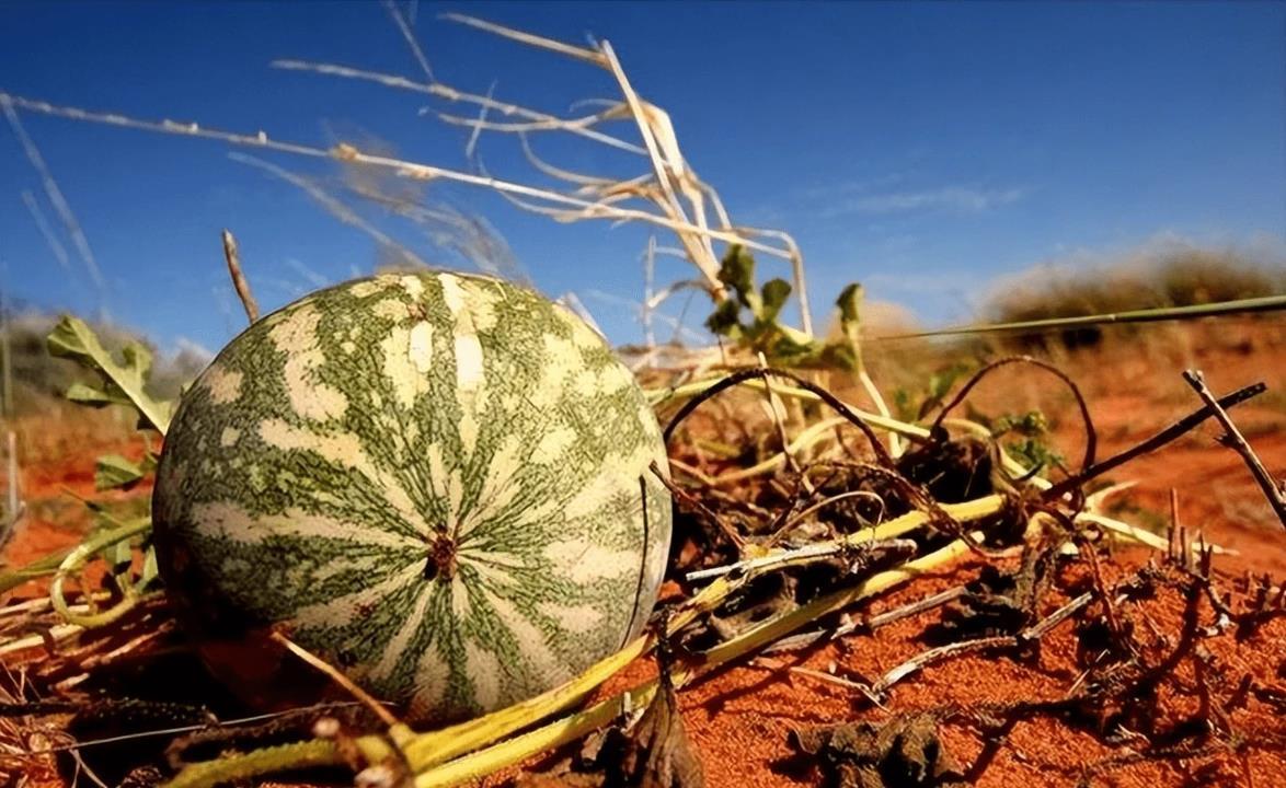 There are "watermelons" everywhere in the desert. People are thirsty ...