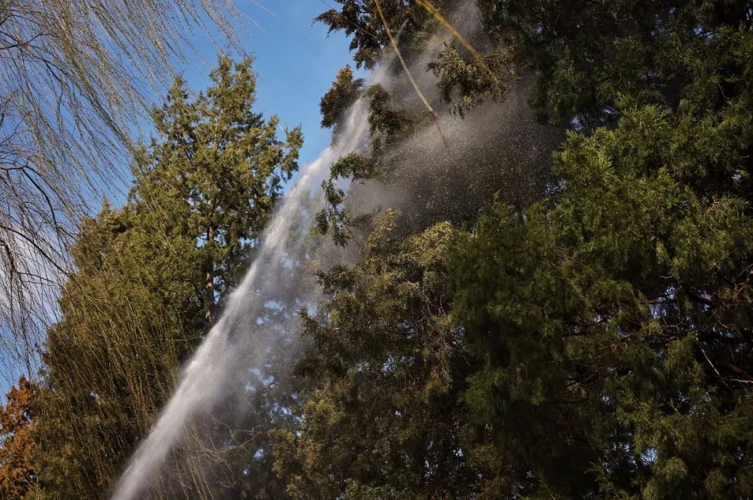 To cope with the spring pollen peak, Beijing will dynamically replace ...