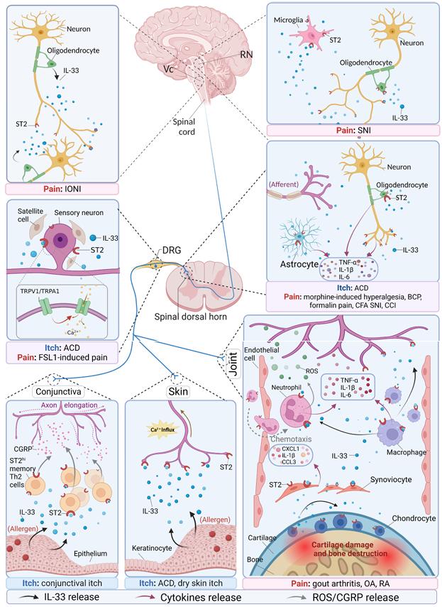 An immunological perspective on pruritus - iNEWS