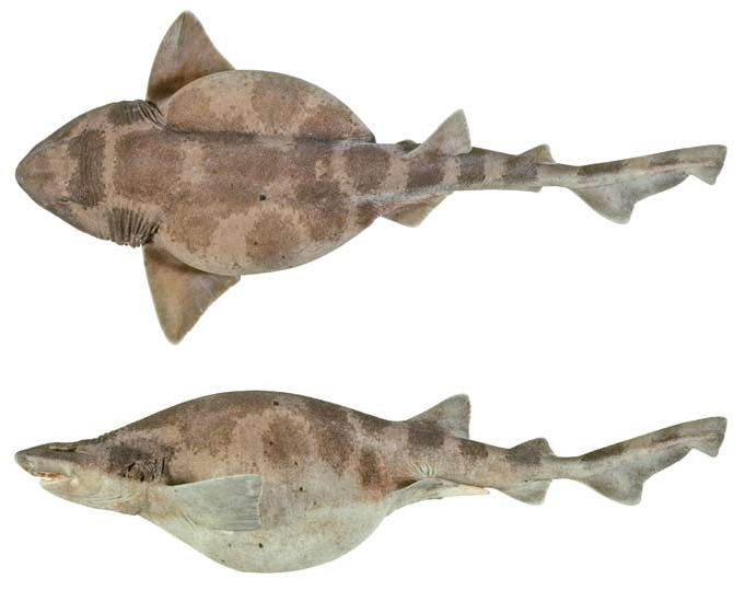 Rare deep-sea shark faces extinction as its homeland disappears - iNEWS