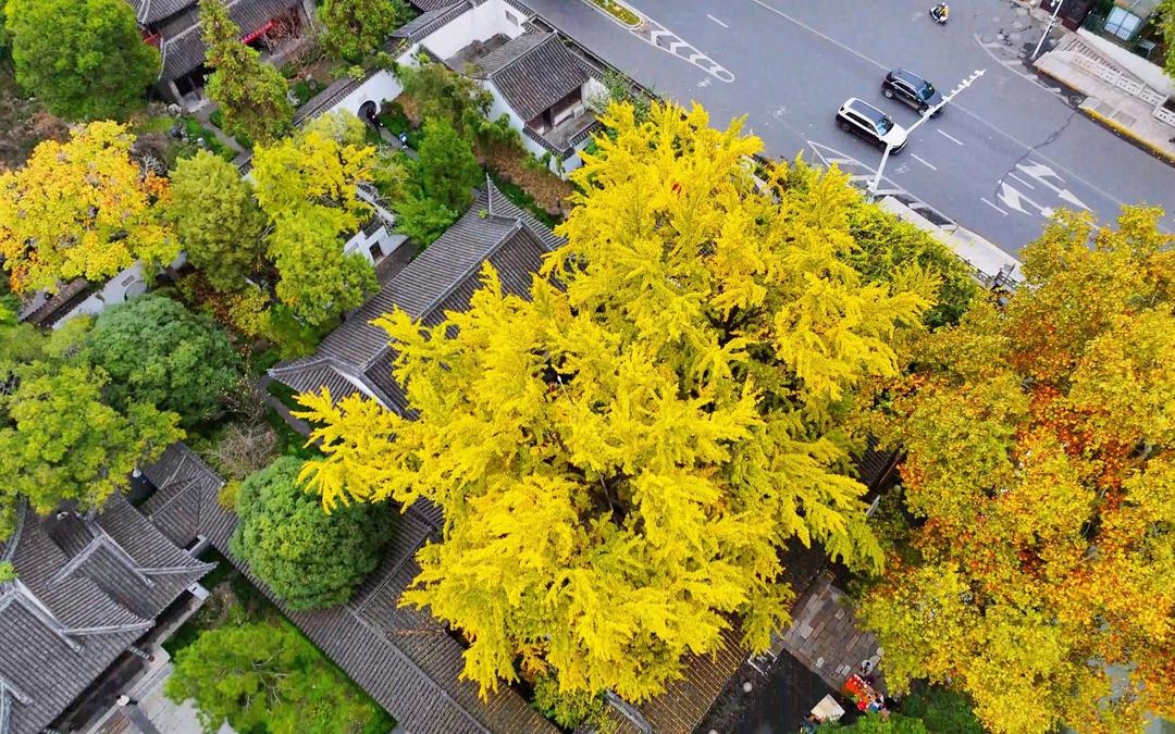The century-old ginkgo tree at Shigong Temple in Yangzhou is covered in ...