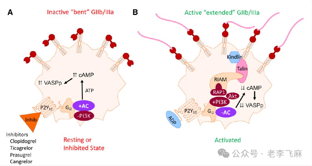 The mechanism of action of Plavix and perioperative adjustment - iNEWS