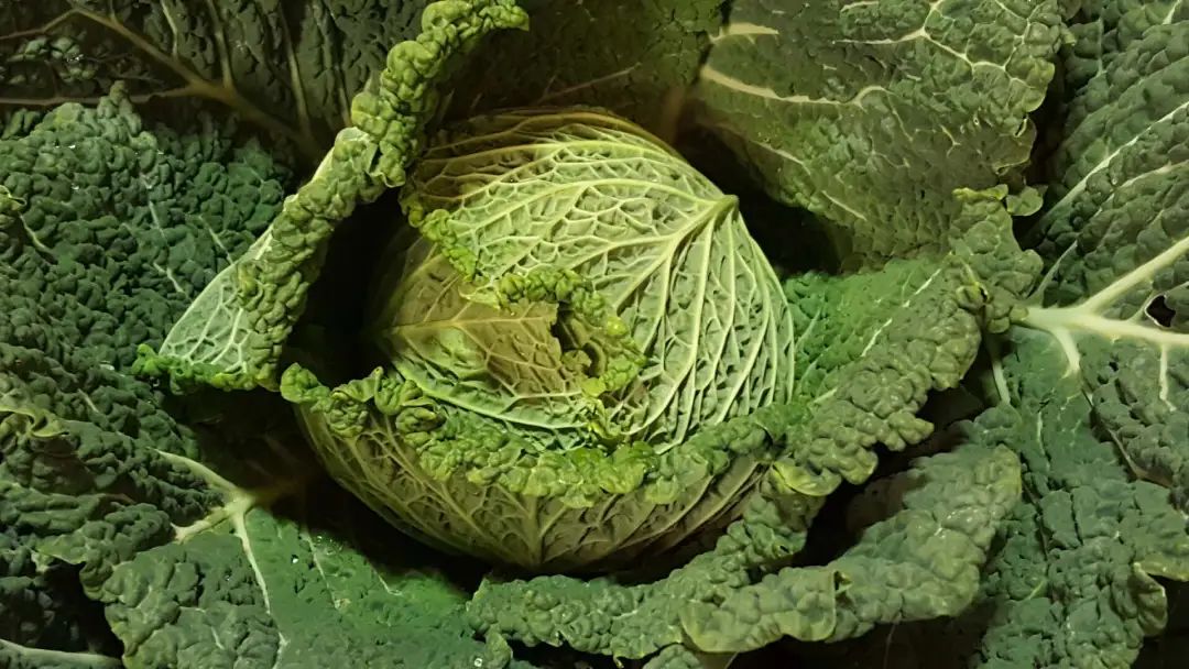 The "ugliest" leafy green vegetable has become a top-tier dish in the ...