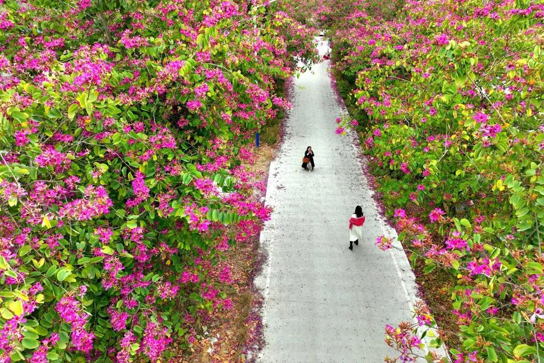 The number of flowers this year is the largest since its introduction ...