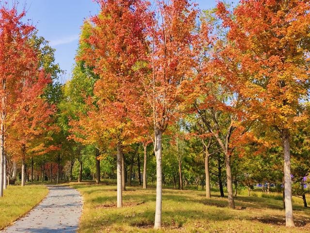 The maple leaves are red! Beijing's autumn is colorful, as if you are ...