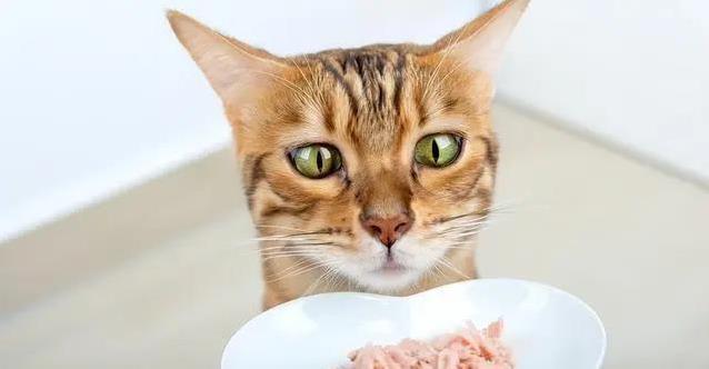 Is your cat refusing to eat a bad meal? Five reasons to find out and ...