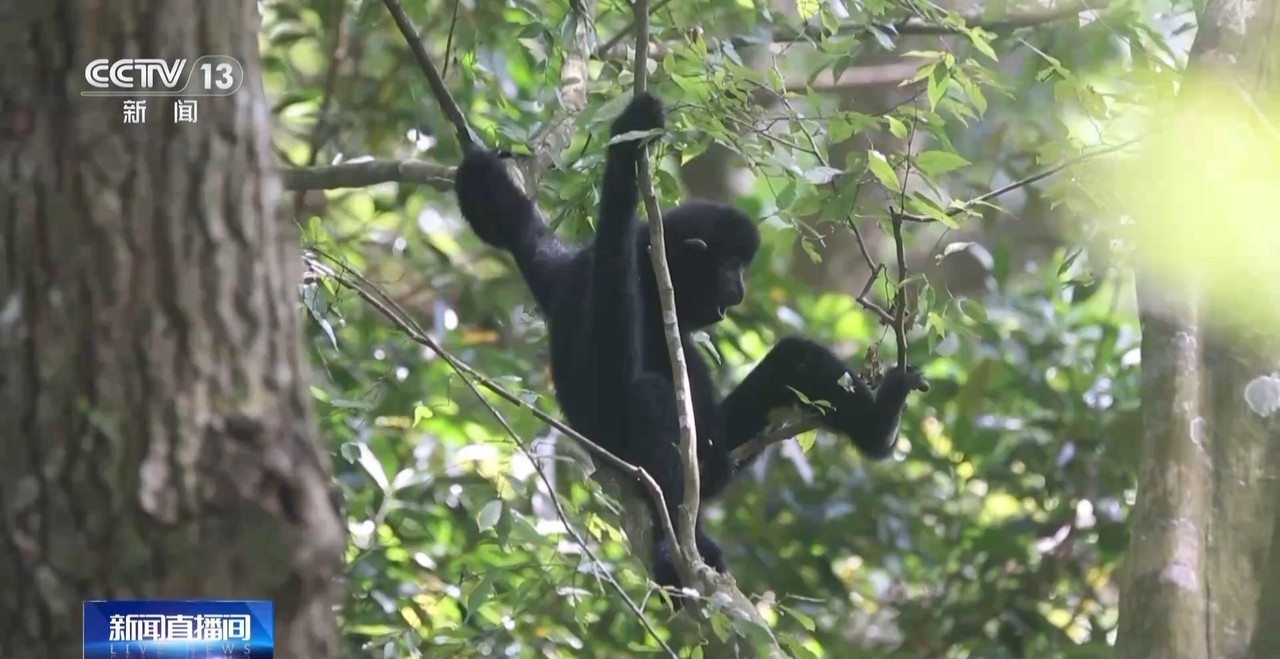Chasing monkeys in the rainforest! 1, 2, 3... only 42 in total - iNEWS