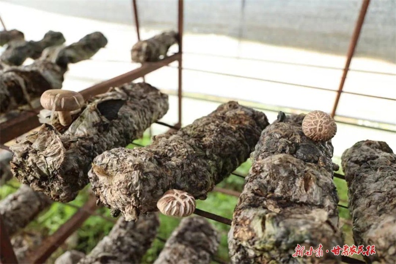 Chongxin: Mushroom cultivation creates a good "abundant" scene in the ...