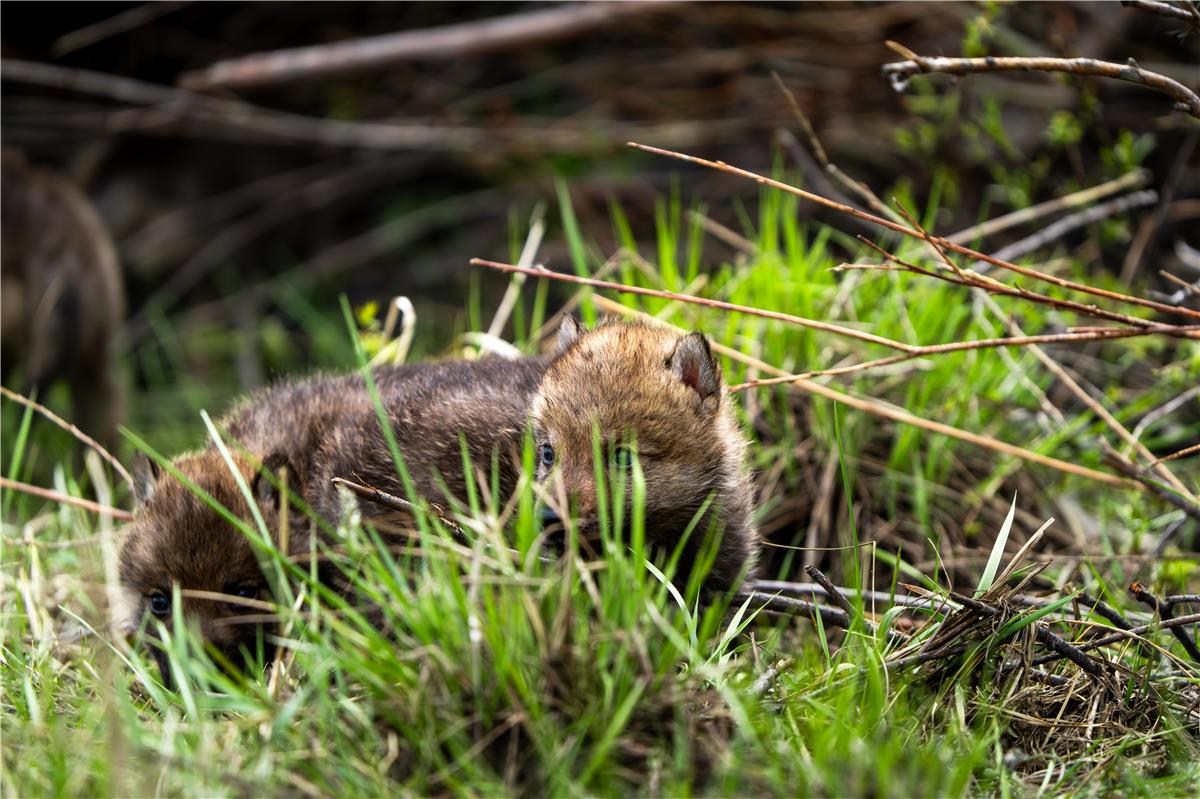 Wolf cubs roaming the grasslands witness the improvement of grassland ...