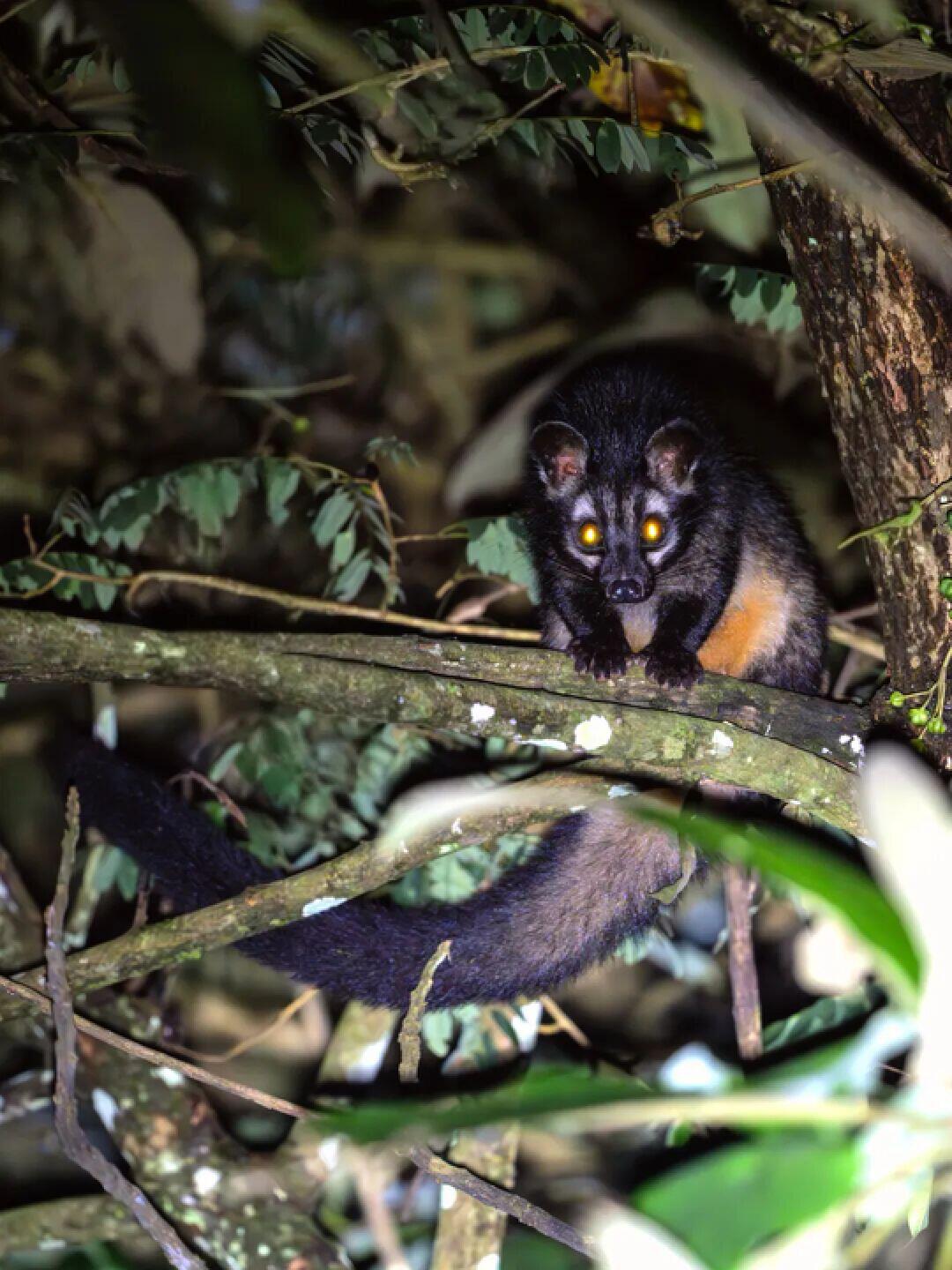 The endangered palm civet made its first appearance in Fengqing ...