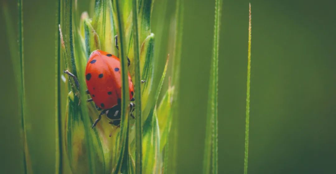 If insects were the same size as humans - iNEWS