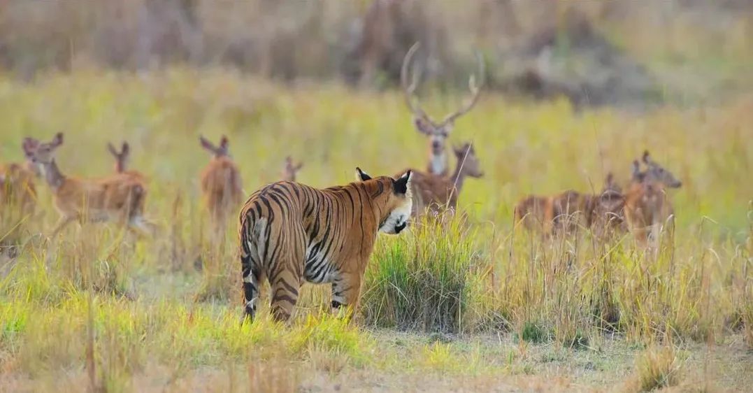 Tigers enter villages, wild boars enter cities: When our ancient ...