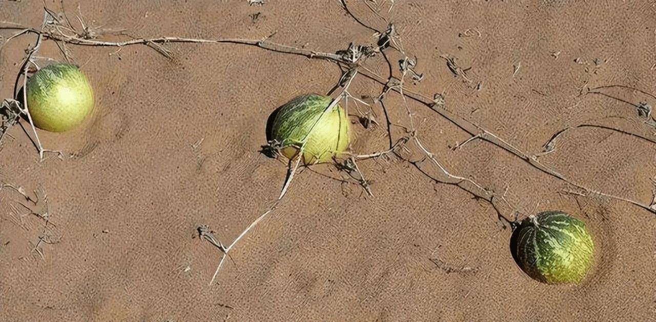 There are "watermelons" everywhere in the desert. People are thirsty ...