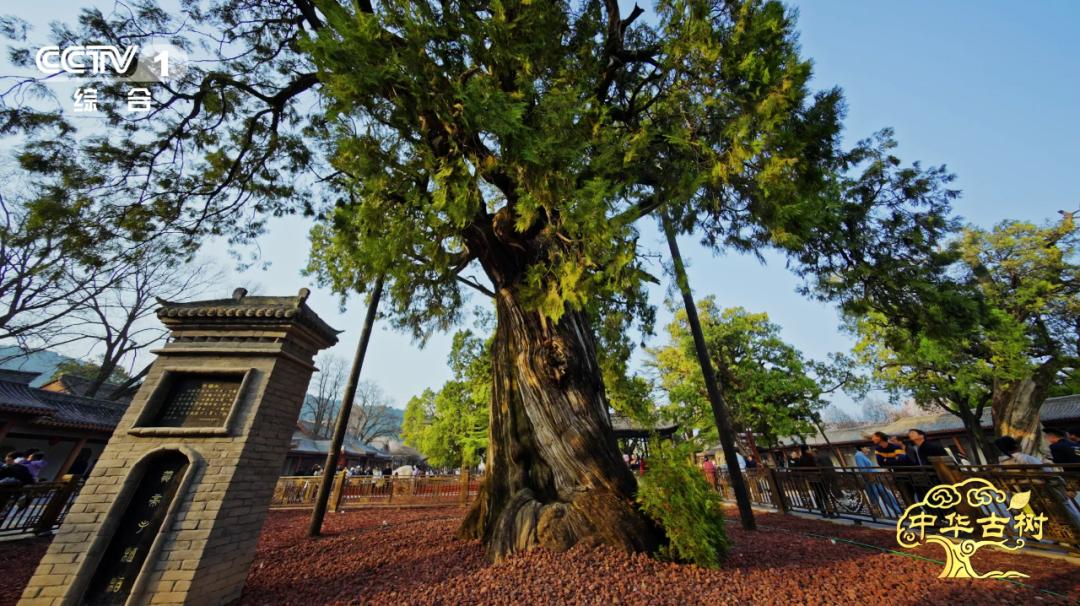 The documentary "Ancient Trees of China" systematically explains the ...