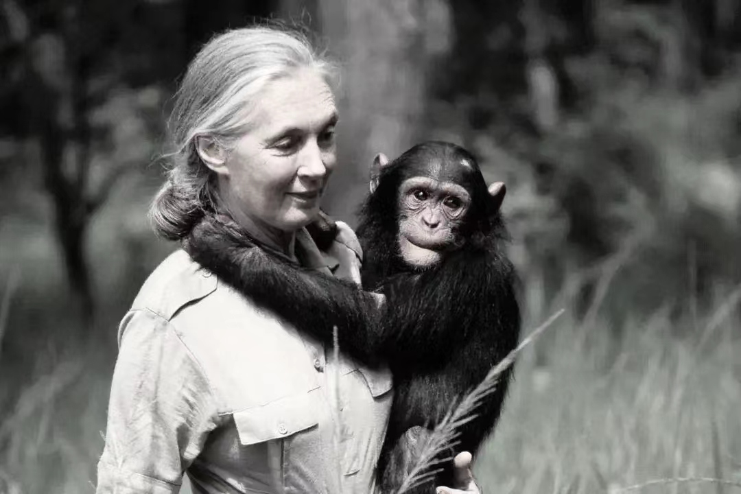 Renowned primatologist Jane Goodall dies at 91 - iNEWS
