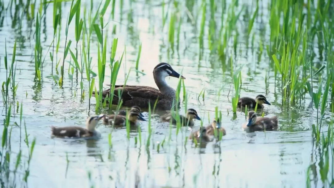 "Heron" flies over the ecological South China Sea - iNEWS