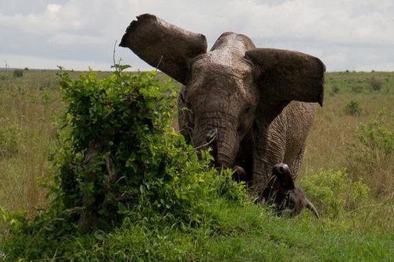 The elephant was so nervous that it picked up an innocent buffalo and ...