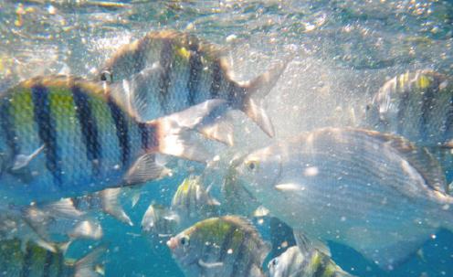 Besides blowing bubbles, what other ways do fish communicate? - iNEWS