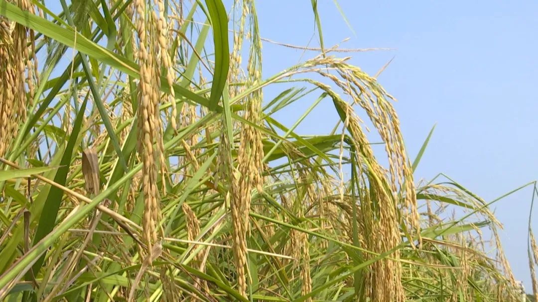 "Rejoice in the shade" is not a dream!More than 2 meters of "giant rice ...