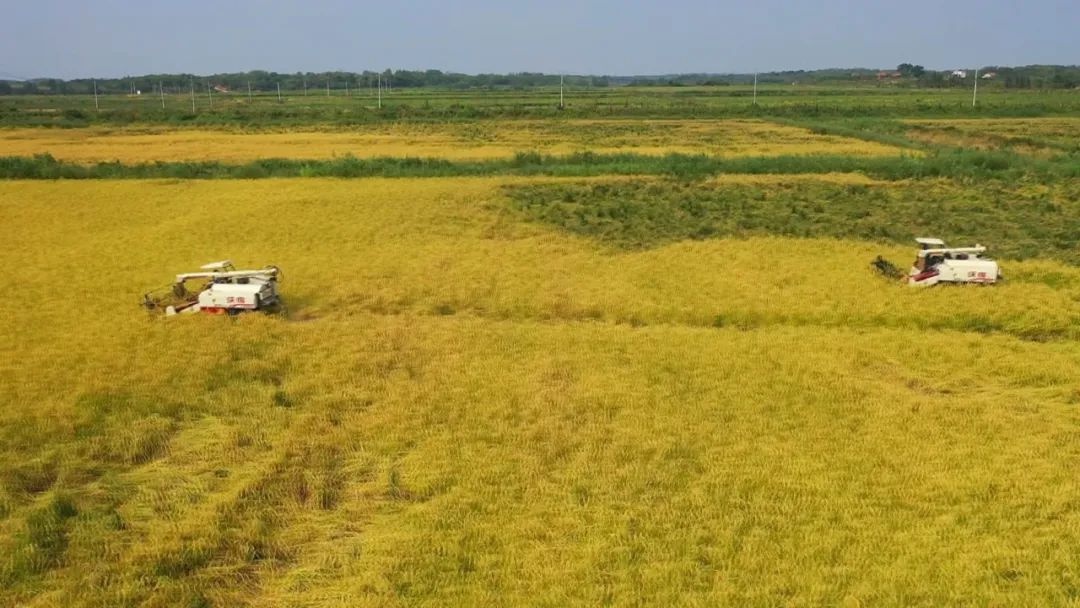 "Rejoice in the shade" is not a dream!More than 2 meters of "giant rice ...