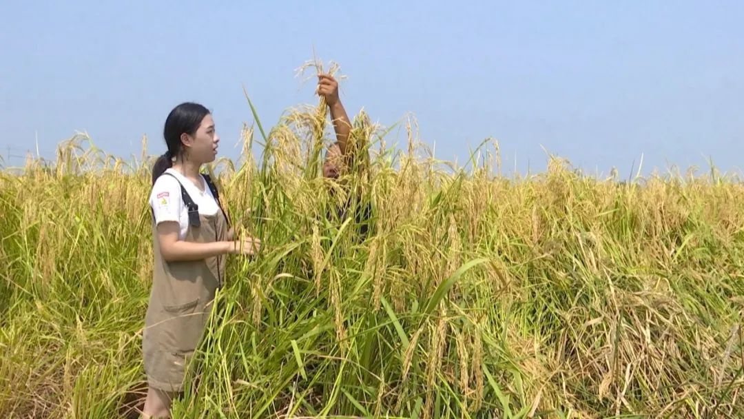 "Rejoice in the shade" is not a dream!More than 2 meters of "giant rice ...