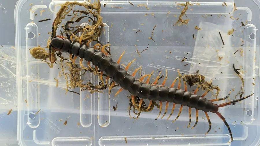 Five "giant centipedes" were intercepted, catching bats, fighting ...