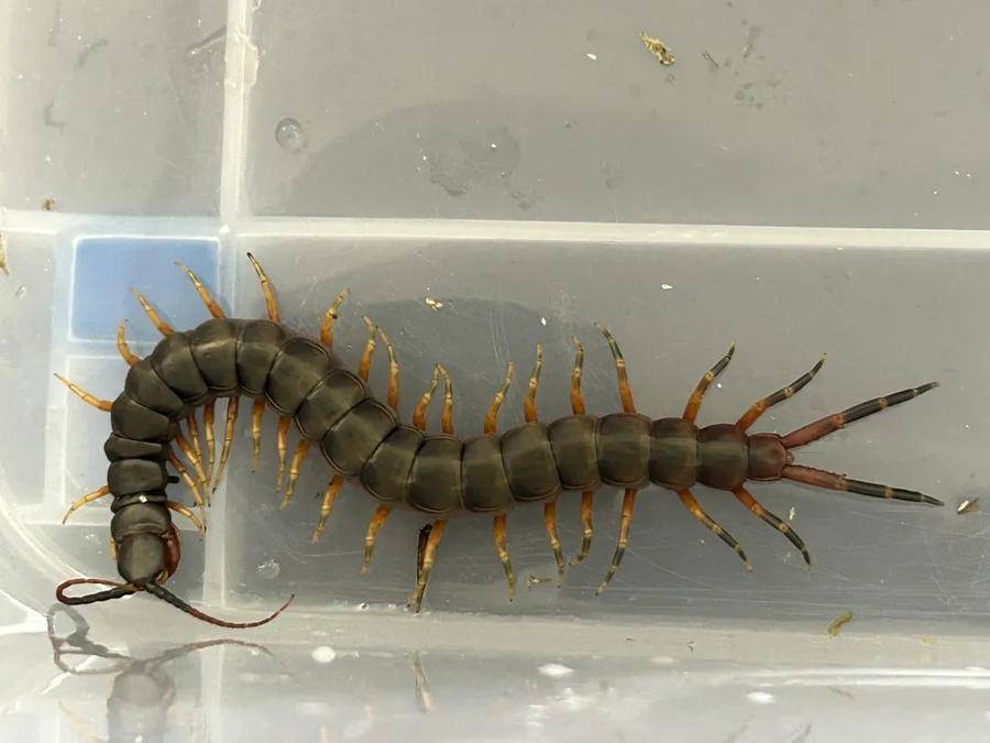 Five "giant centipedes" were intercepted, catching bats, fighting ...