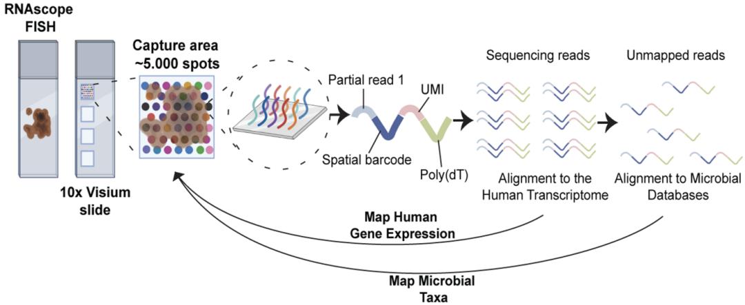 首次發現腫瘤中的微生物不是隨機分布的，而是高度組織化的 - 資訊咖