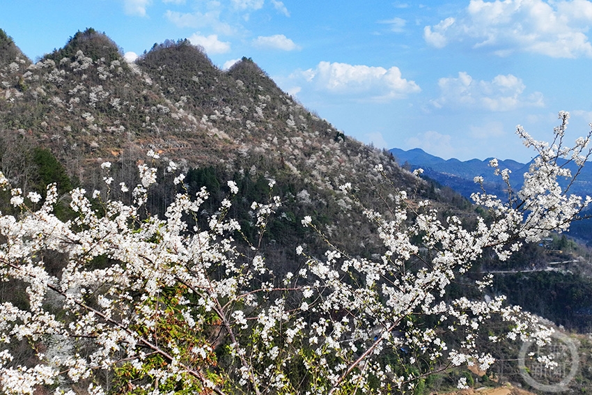 Youyang invites you to see the "spring snow" all over the mountains ...