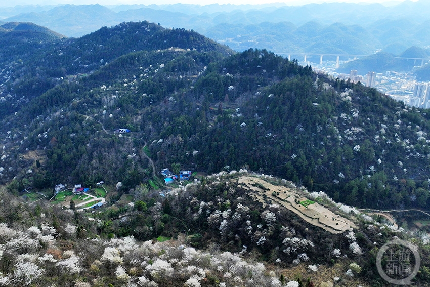 Youyang invites you to see the "spring snow" all over the mountains ...