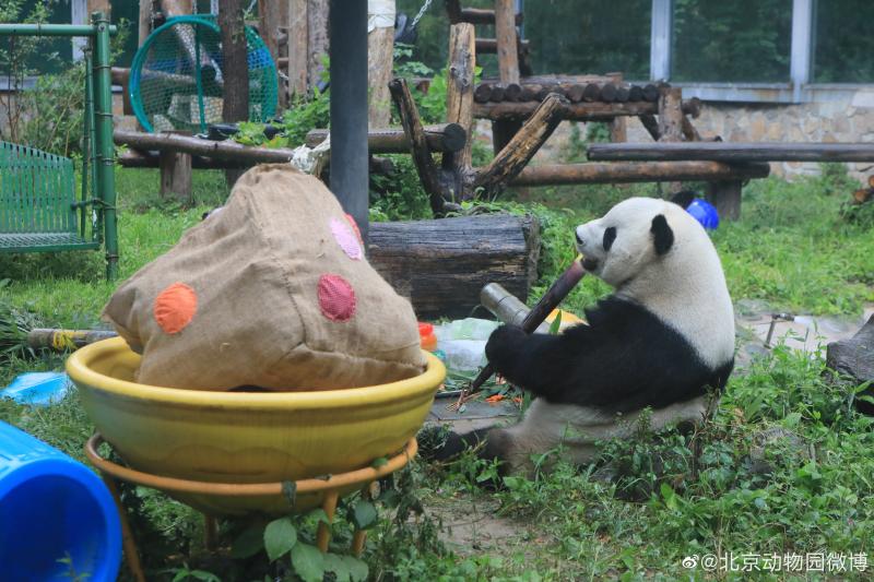 Giant Pandas Menglan, Huahua, and Ye celebrate their birthdays on the ...