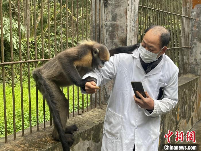 Visiting the family of five Guizhou golden monkeys, the only son of the ...