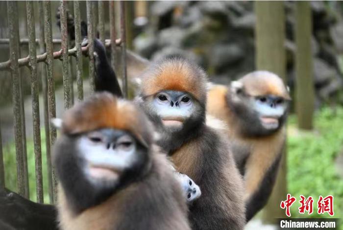 Visiting the family of five Guizhou golden monkeys, the only son of the ...