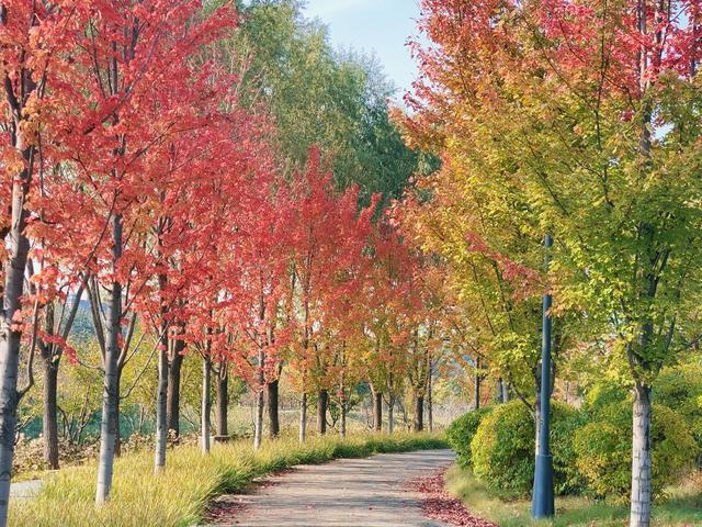 The maple leaves are red! Beijing's autumn is colorful, as if you are ...