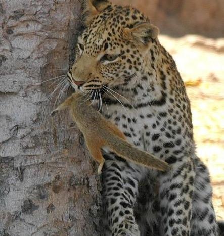The leopard met the squirrel by chance, but sparks of wonderful things ...