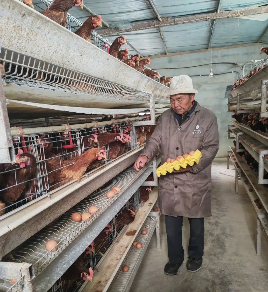 The "Phoenix" legend of "Chicken Commander" - iNEWS