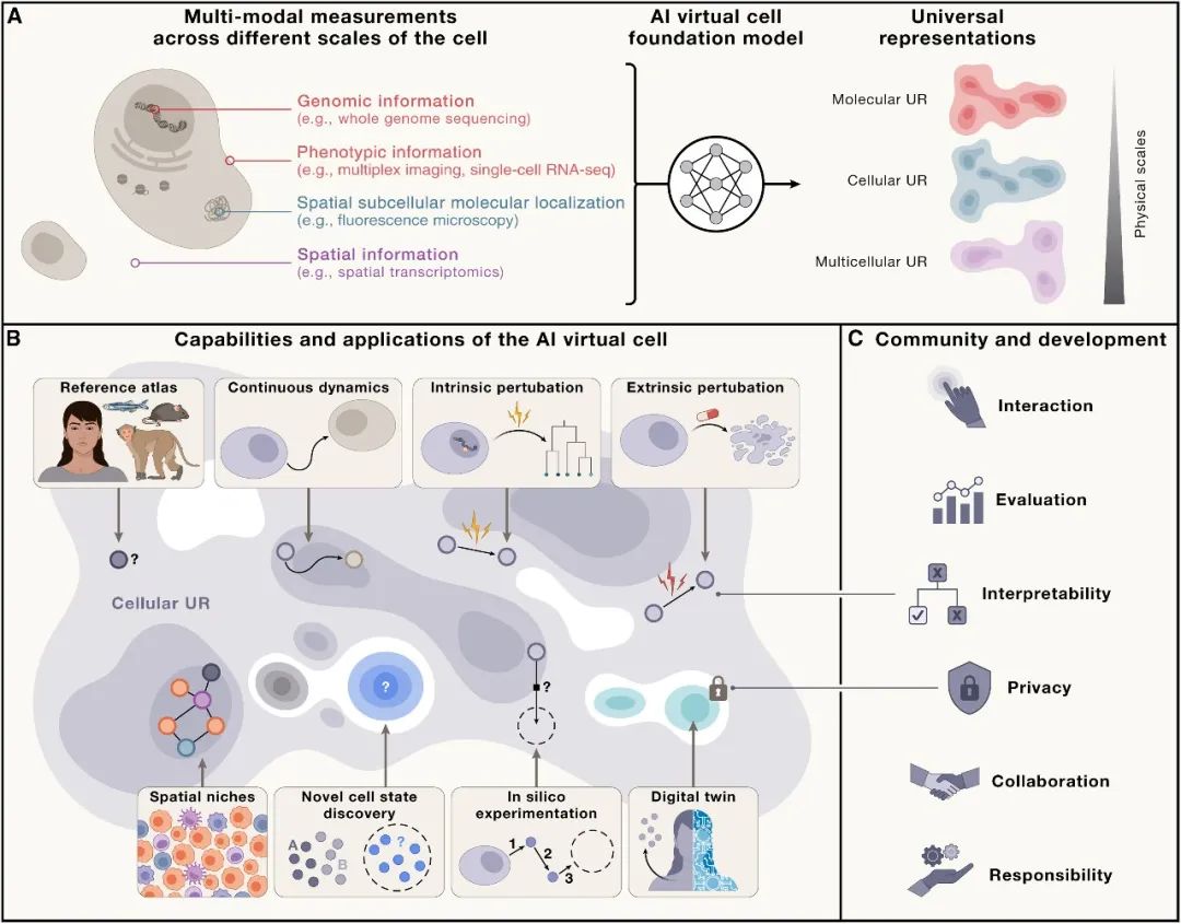 Cell: AI virtual cells, the "ultimate sandbox" of life sciences? - iNEWS