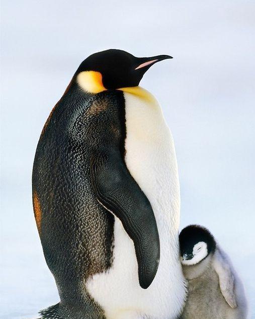 There are many different sleeping positions for baby penguins. They are ...