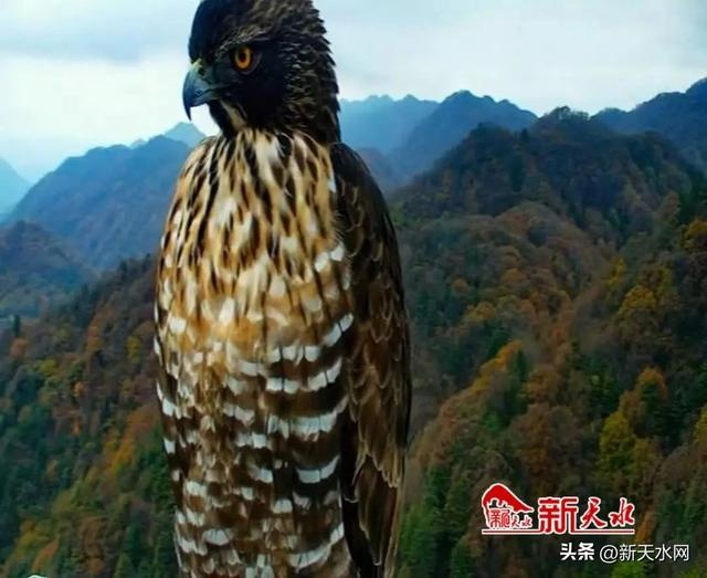 The "Forest Overlord" appeared in Tianshui for the first time! The ...