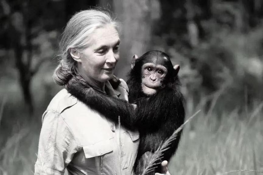 Jane Goodall, chimpanzee researcher and lifelong conservationist, dies ...