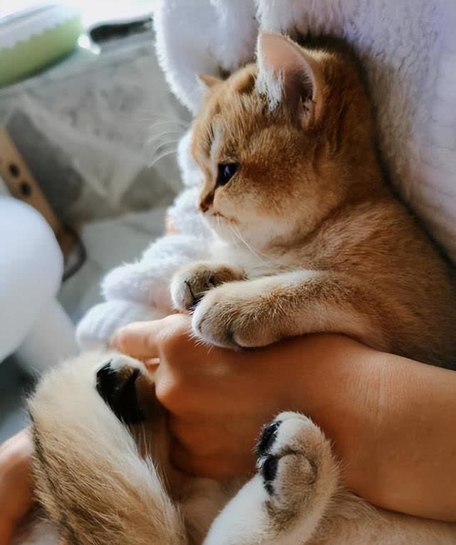 It turns out that "Golden Gradient" has so many advantages, no wonder ...