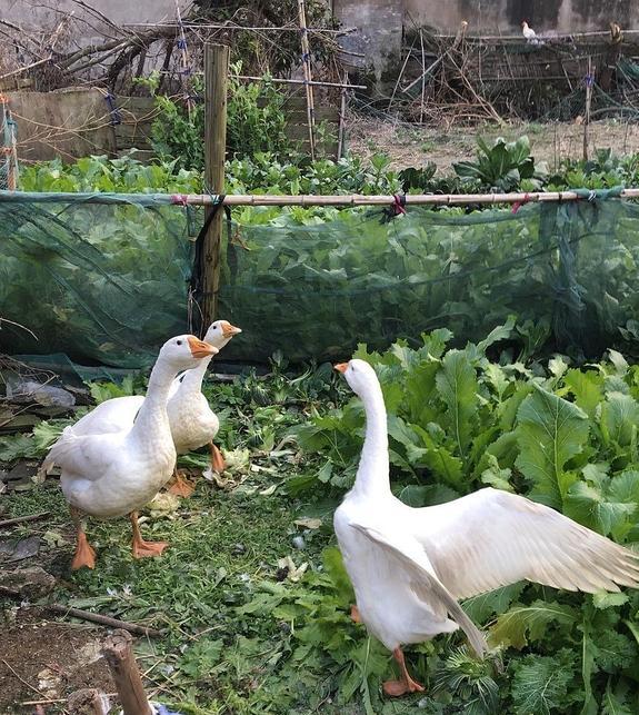 Why do people always say: "I would rather be bitten by a dog than be ...