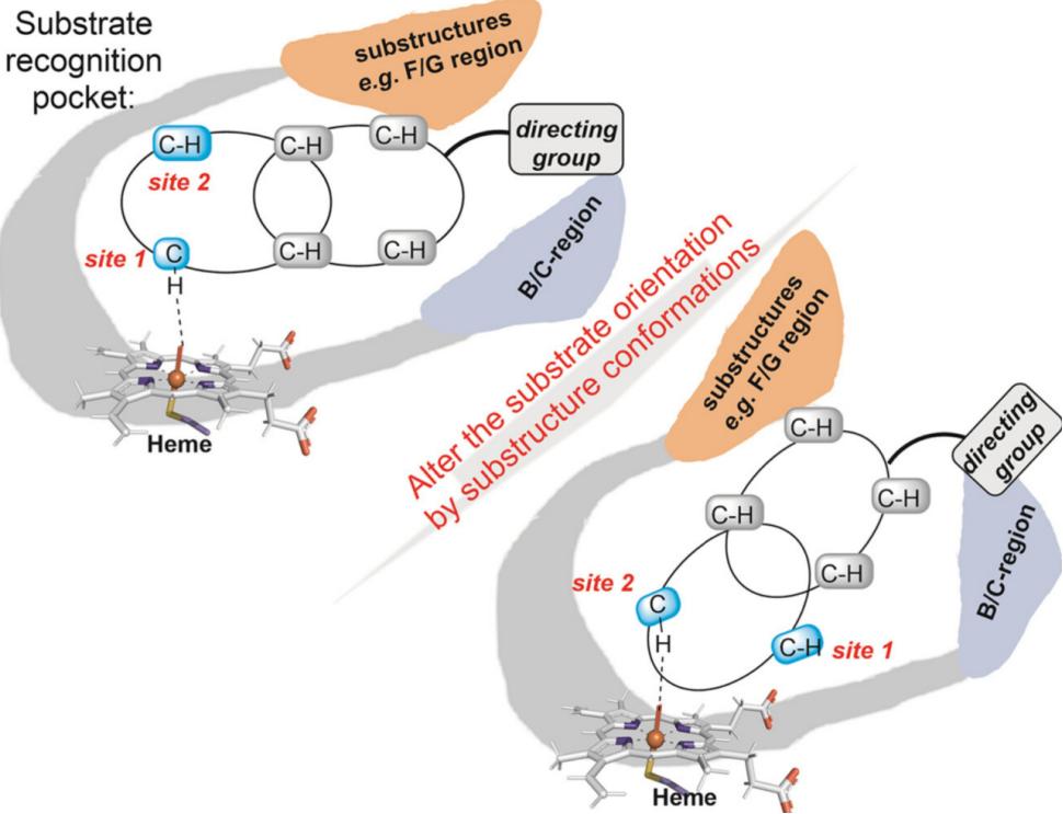 Regioselectivity of long-range CH activation via substructural ...