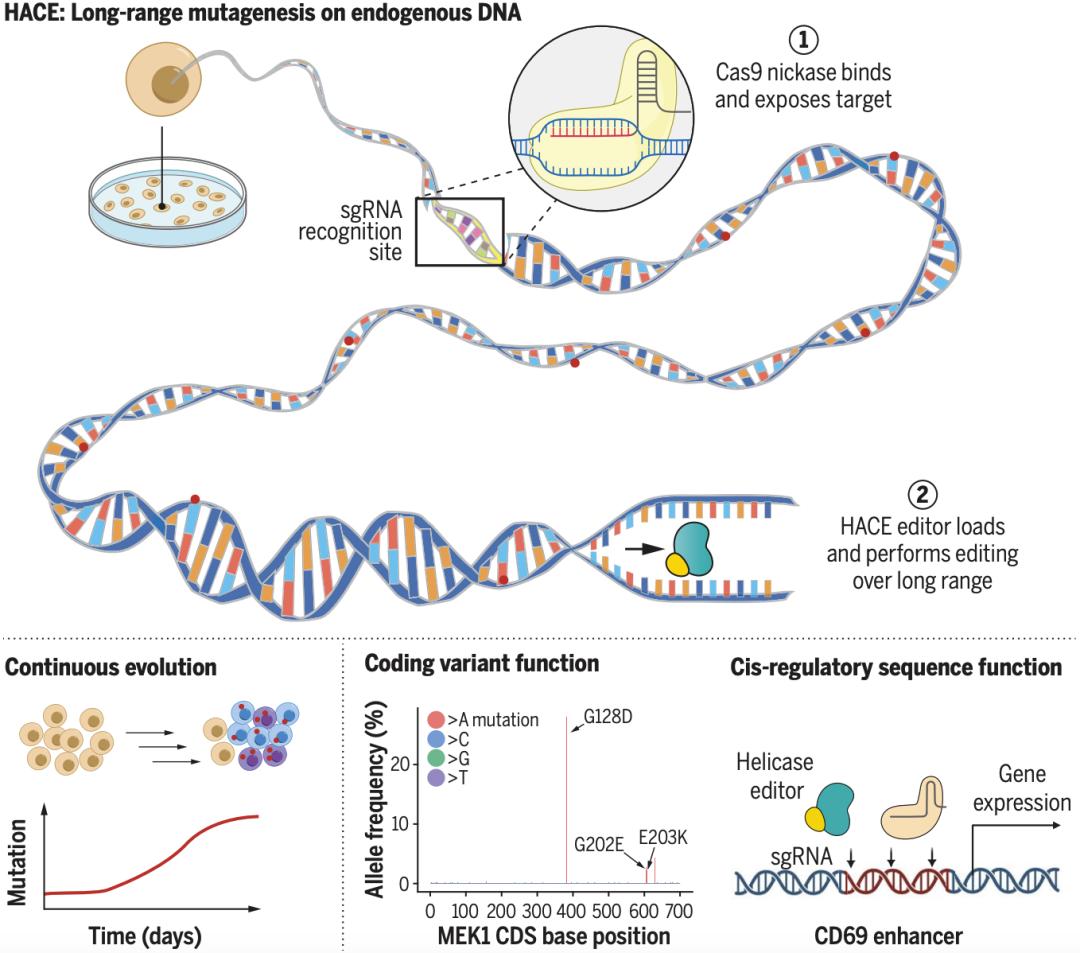 Helicase-mediated continuous mutagenesis system: achieving in situ ...